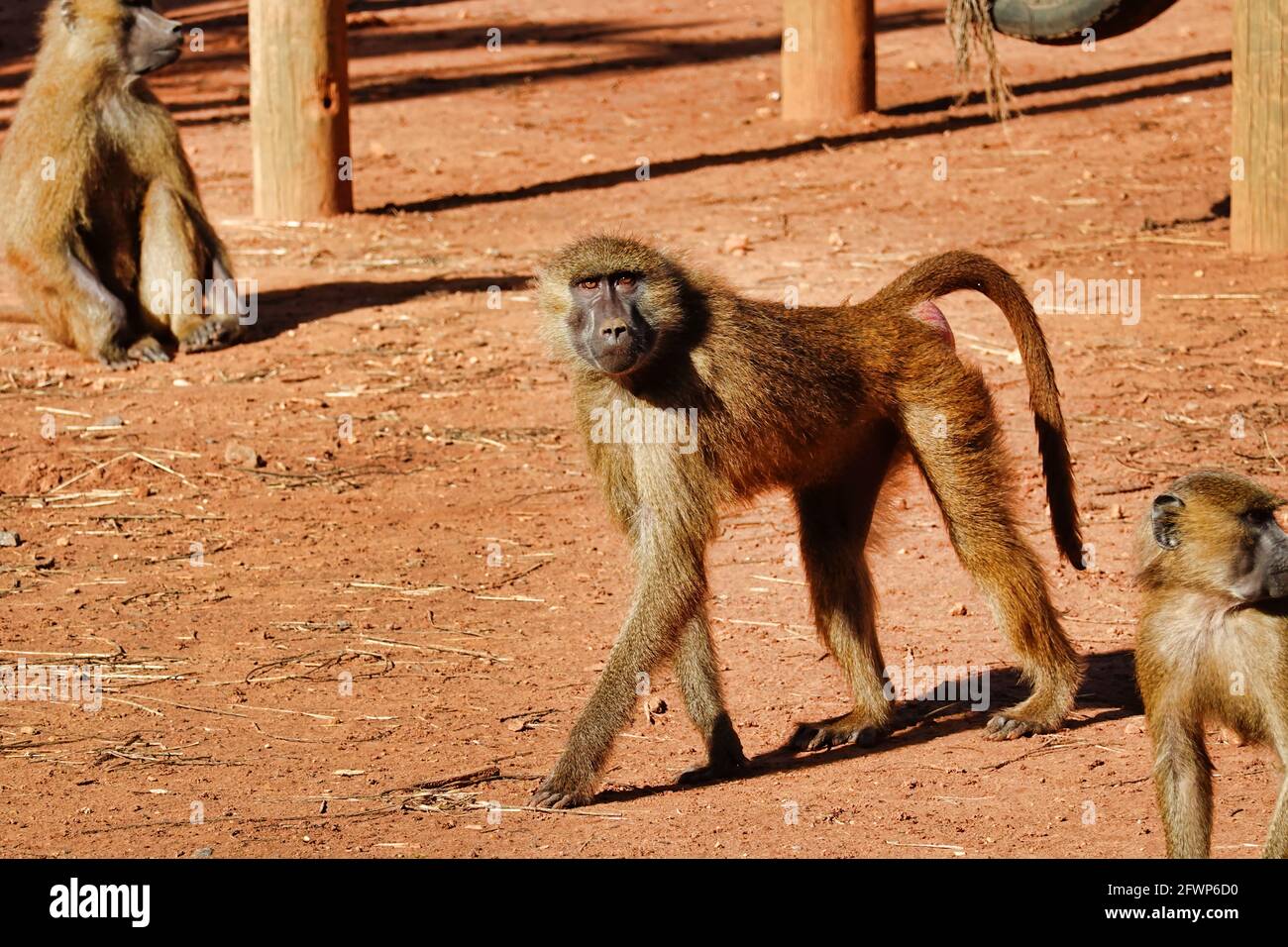Looking monkey walking in the zoo under sunlight Stock Photo - Alamy