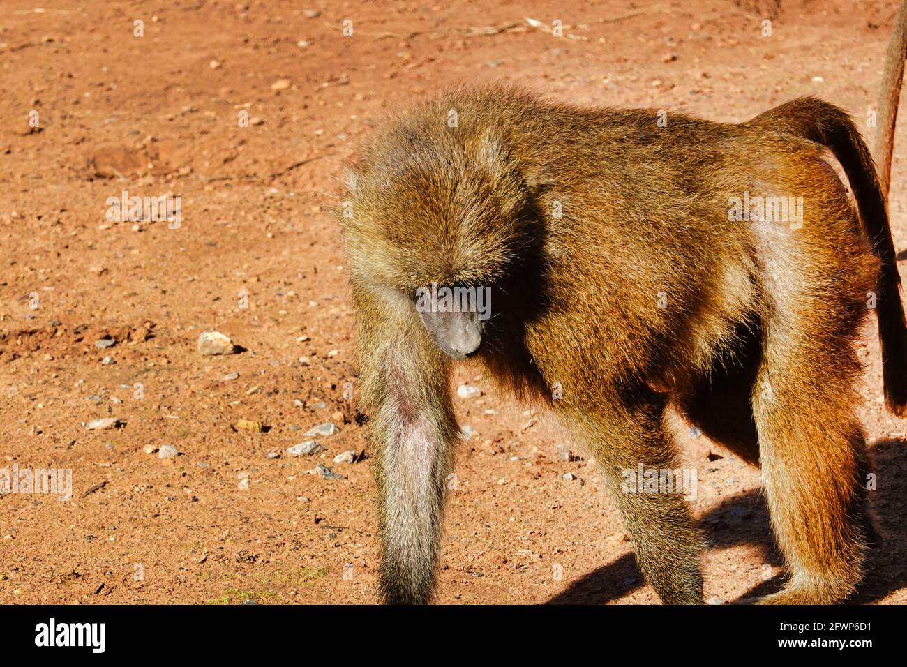 Closeup shot of a monkey walking in the zoo under sunlight Stock Photo ...