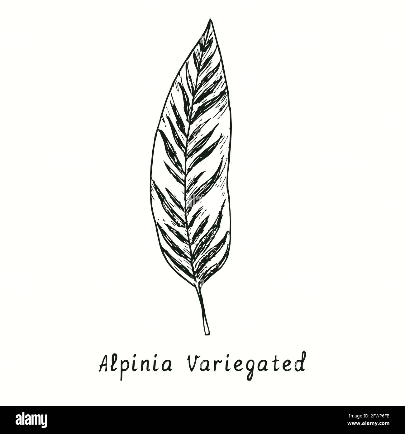 Alpinia Variegated leaf. Ink black and white doodle drawing in woodcut ...