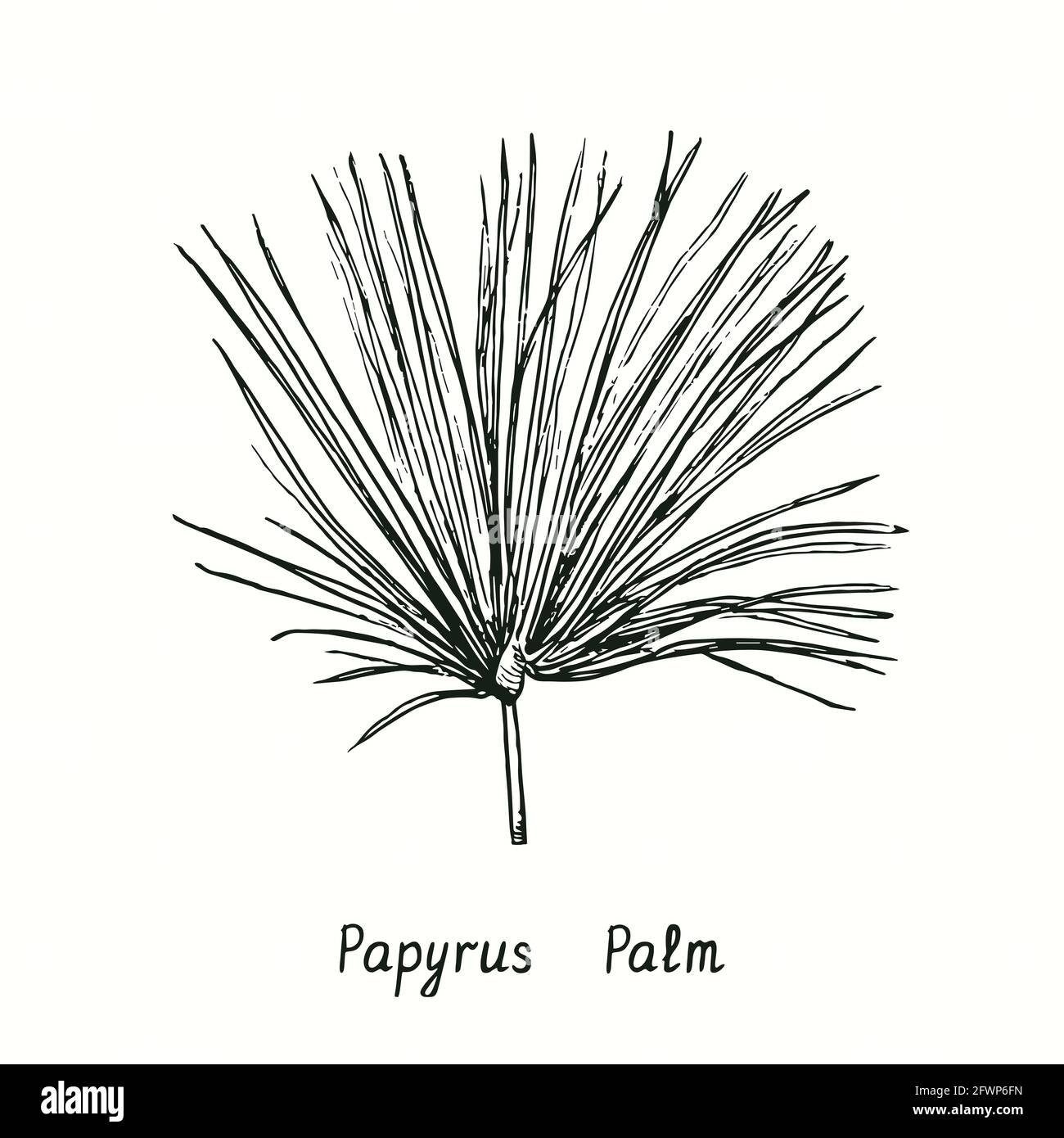 Papyrus palm frond. Ink black and white doodle drawing in woodcut style ...