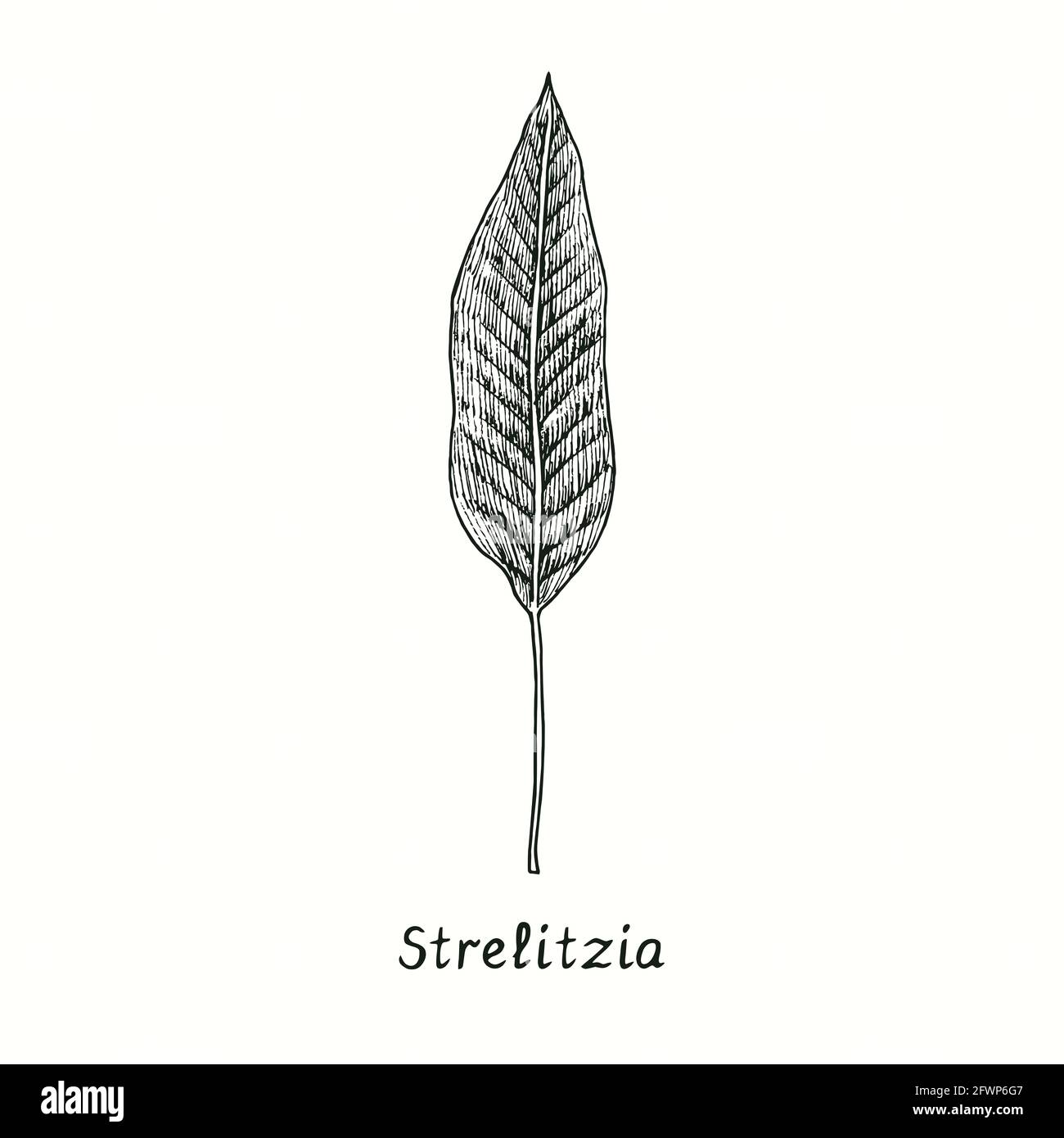 Strelitzia (Strelitzia reginae) leaf front view. Ink black and white ...