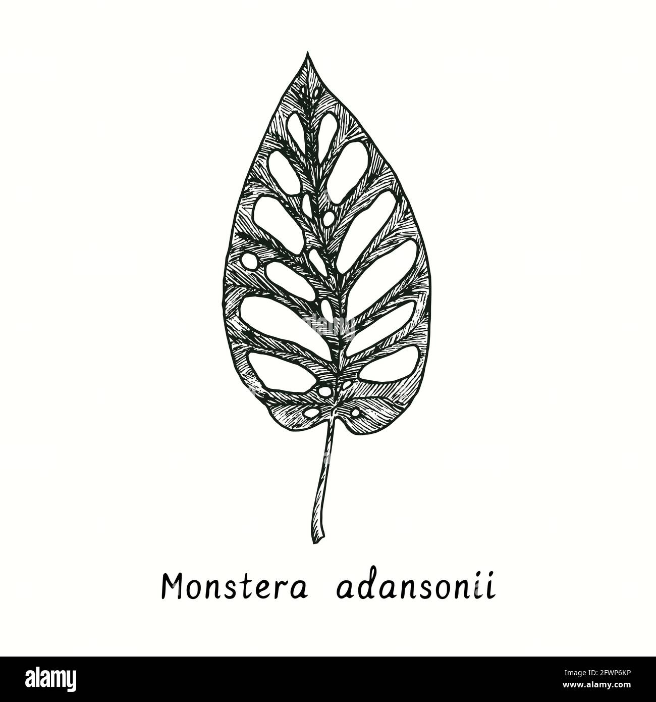 How To Draw A Swiss Cheese Plant at Joshua Calyute blog