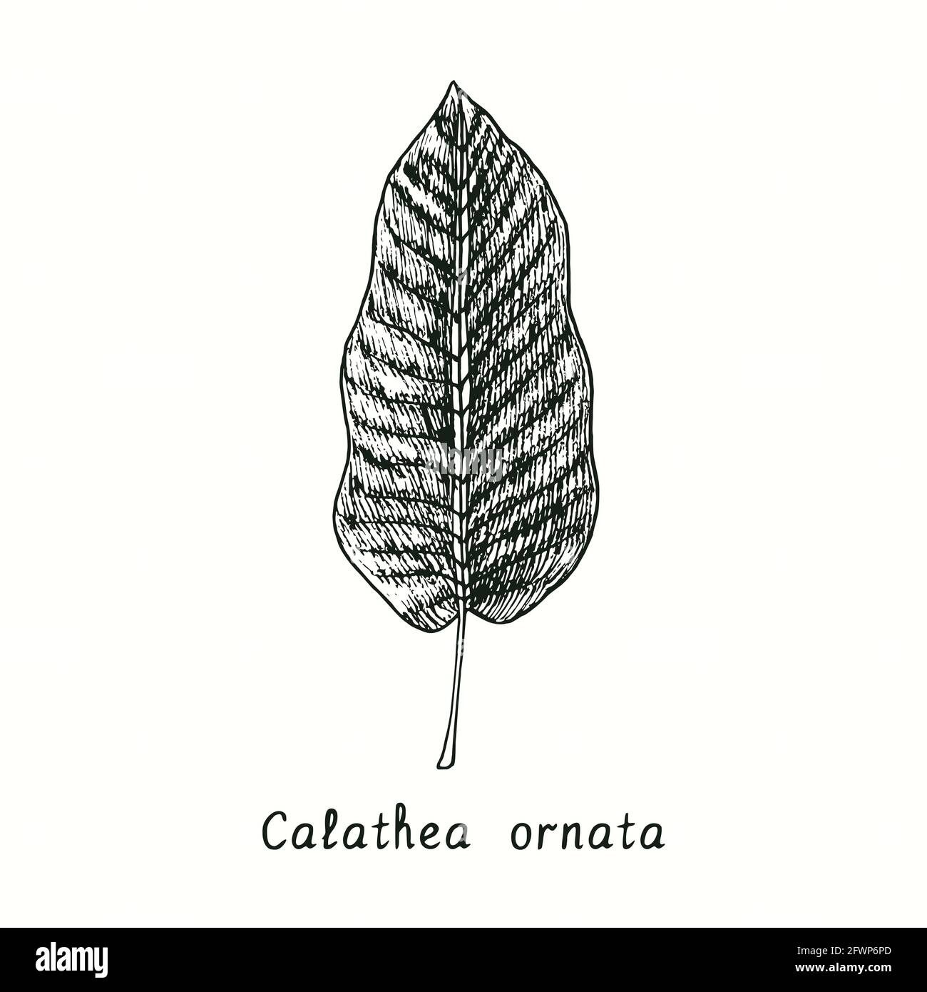 Calathea ornata (Calathea Pinstripe or Pinstripe plant) leaf. Ink black ...