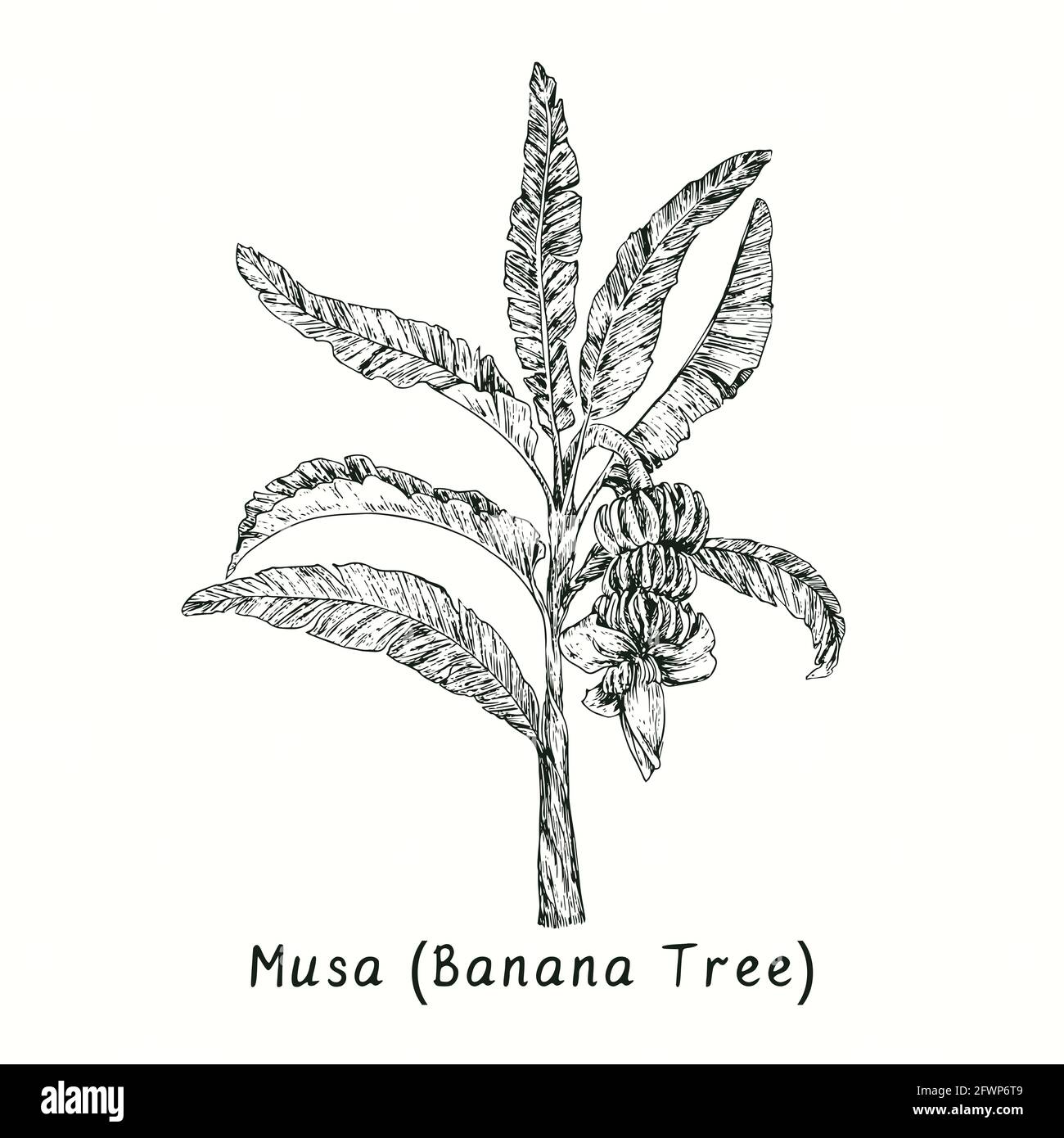 Musa (Banana tree) with fruit bunch. Ink black and white doodle drawing ...