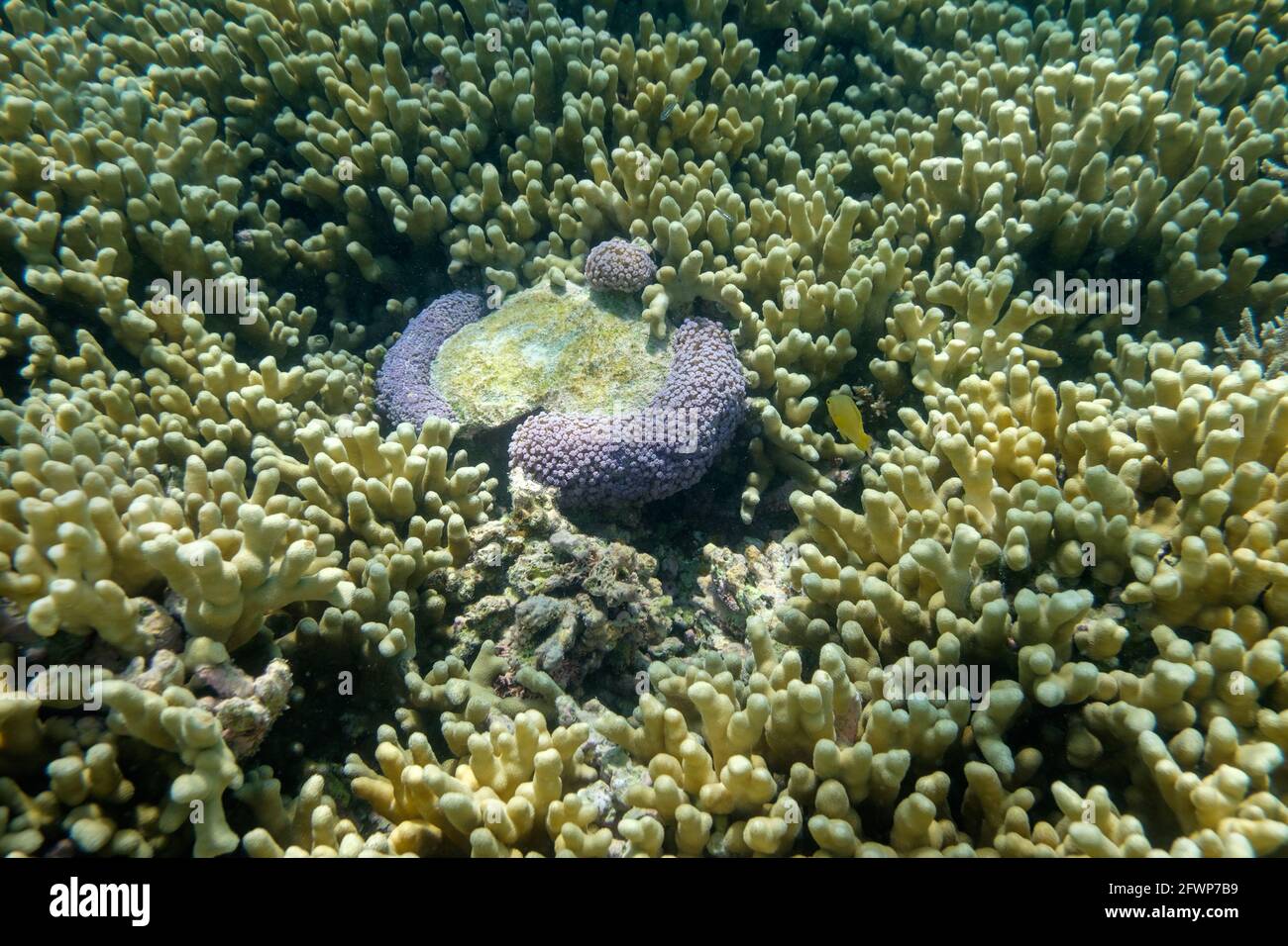 Lady Musgrave Island, Queensland, Australia Stock Photo - Alamy