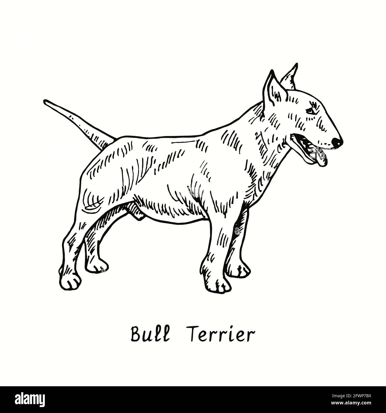 Bull Terrier standing side view. Ink black and white doodle drawing in ...