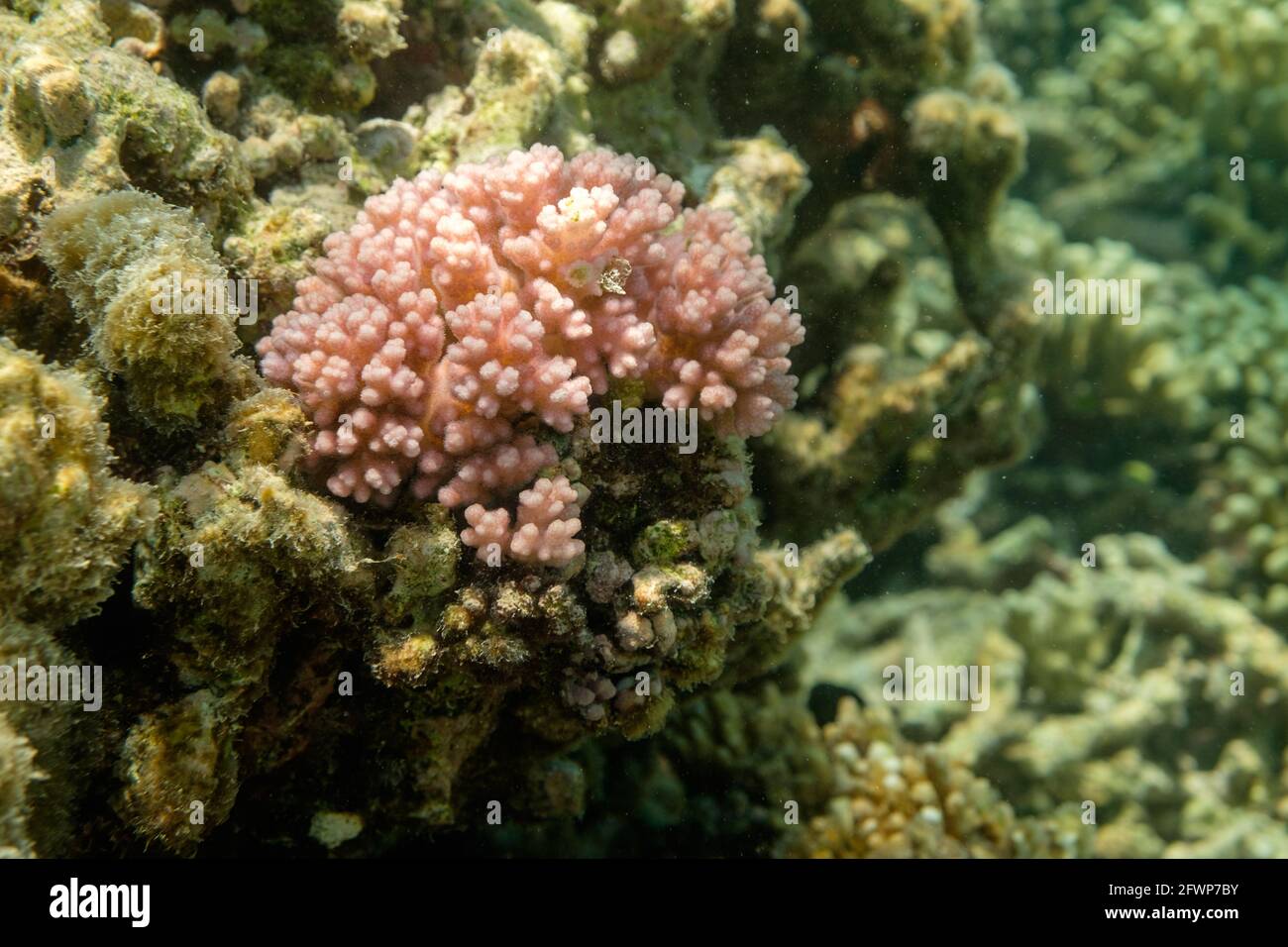 Underwater musgrave hi-res stock photography and images - Alamy