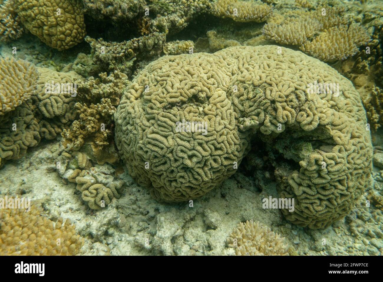 Marine lady musgrave hi-res stock photography and images - Alamy