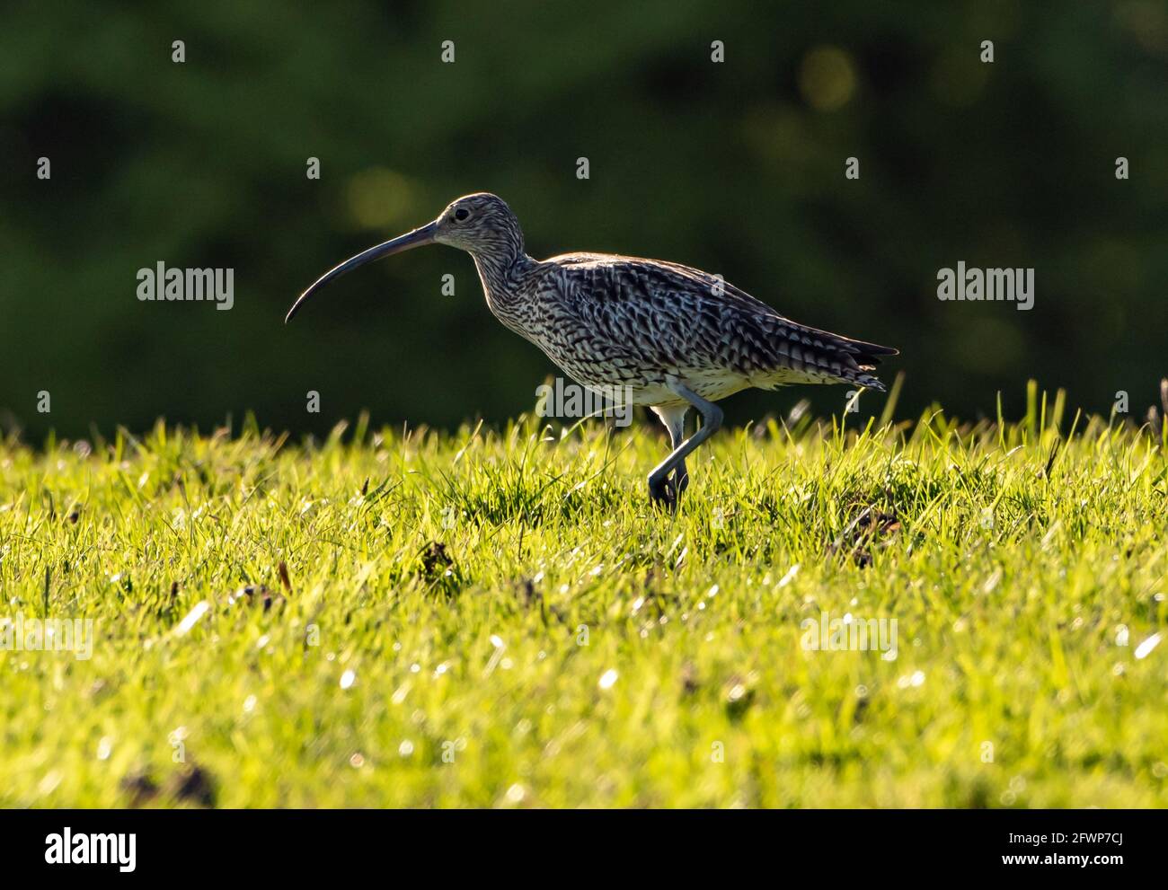 A curlew in a fields near Whitewell, Clitheroe, Lancashire, UK Stock ...