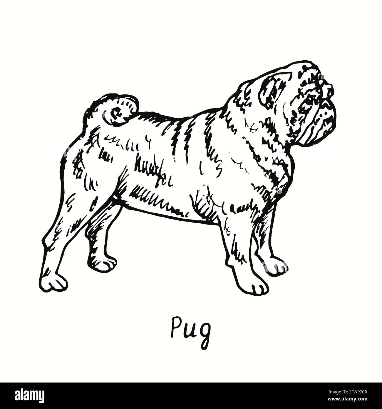 Pug standing side view. Ink black and white doodle drawing in woodcut ...