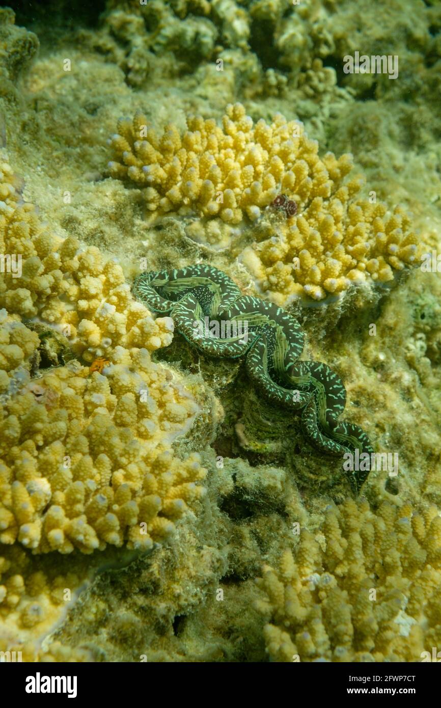 Underwater musgrave hi-res stock photography and images - Alamy