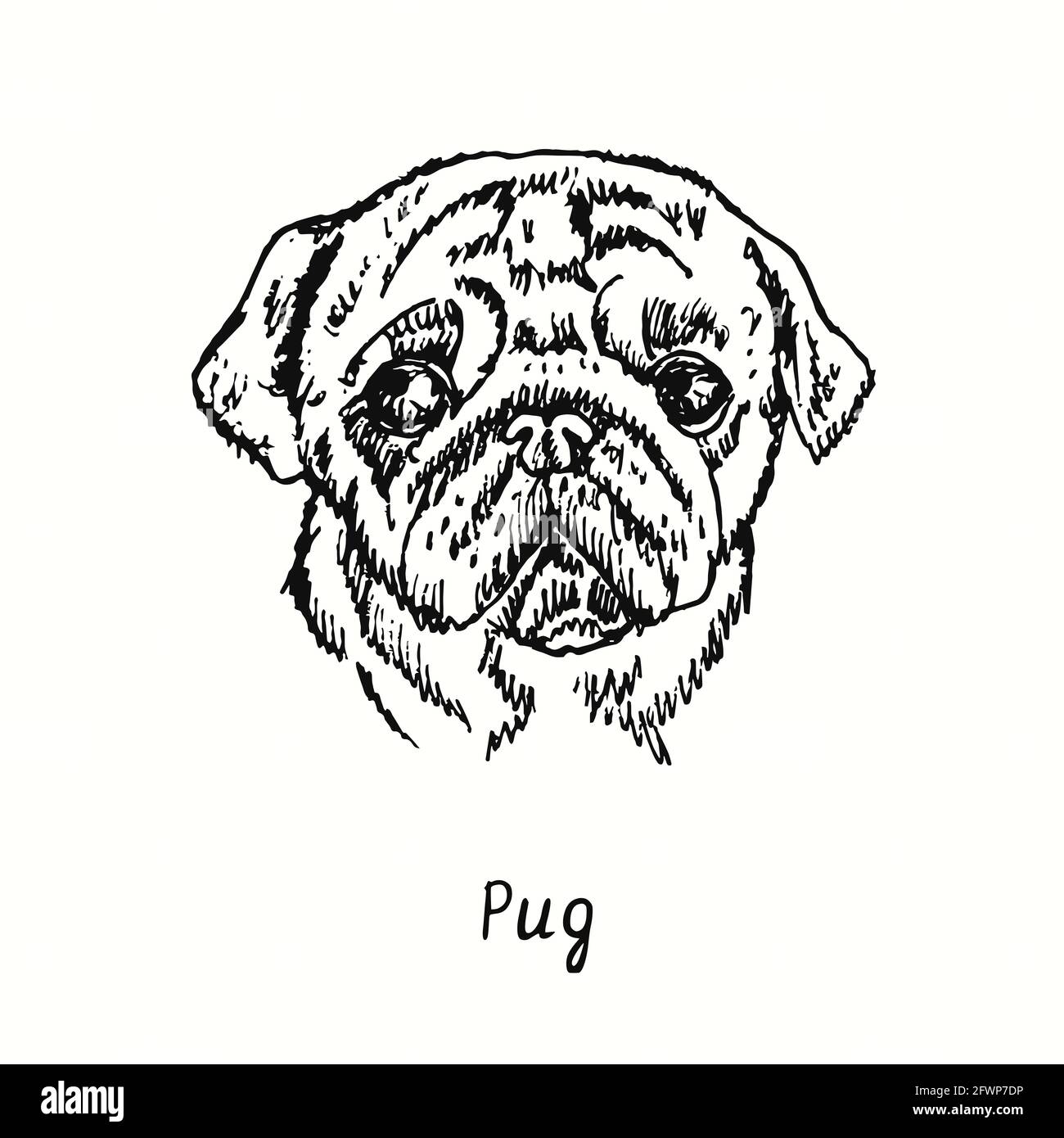Pug drawing hi-res stock photography and images - Alamy