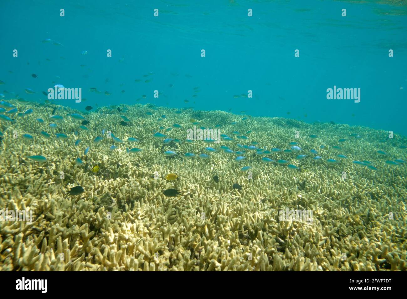 Underwater musgrave hi-res stock photography and images - Alamy