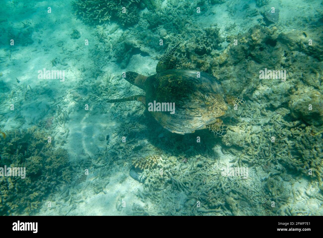 Marine lady musgrave hi-res stock photography and images - Alamy