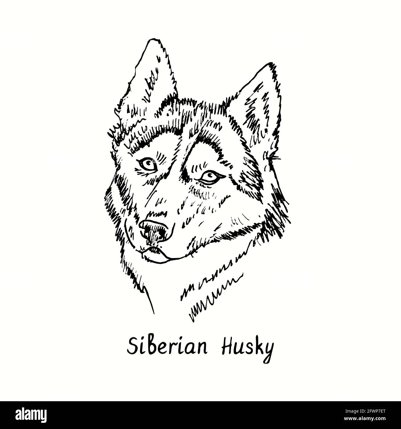 Siberian Husky muzzle front view. Ink black and white doodle drawing in ...