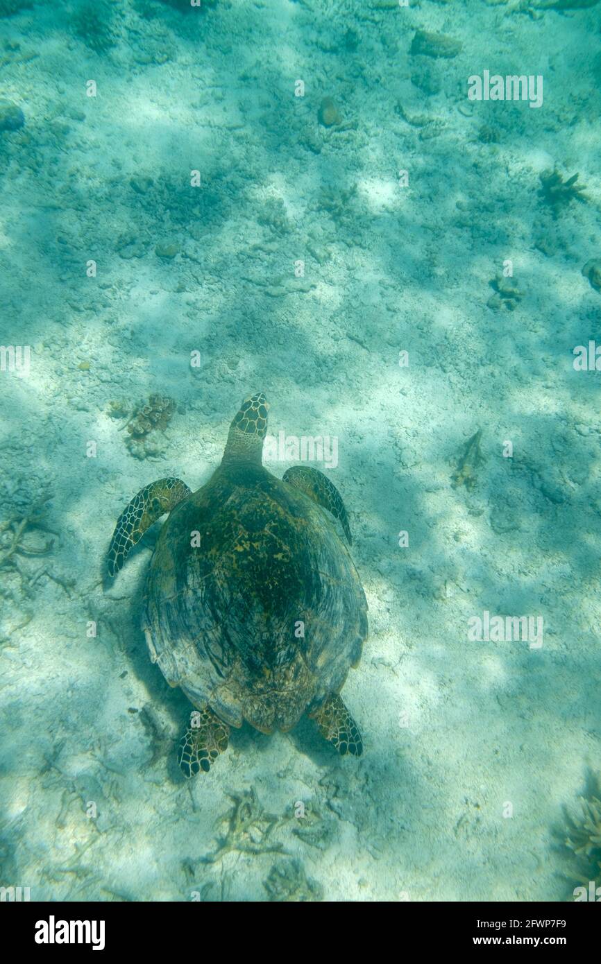 Underwater musgrave hi-res stock photography and images - Alamy