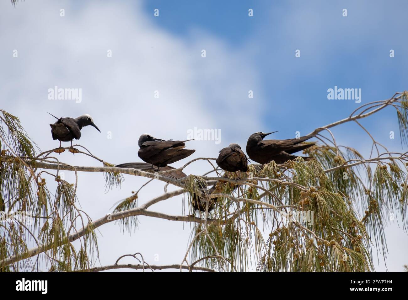 Black Noddy's - Lady Musgrave Island Stock Photo - Alamy