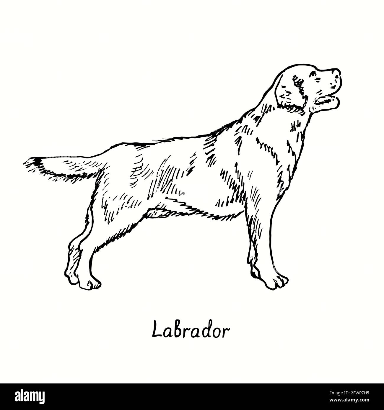 Labrador Side View High Resolution Stock Photography and Images - Alamy