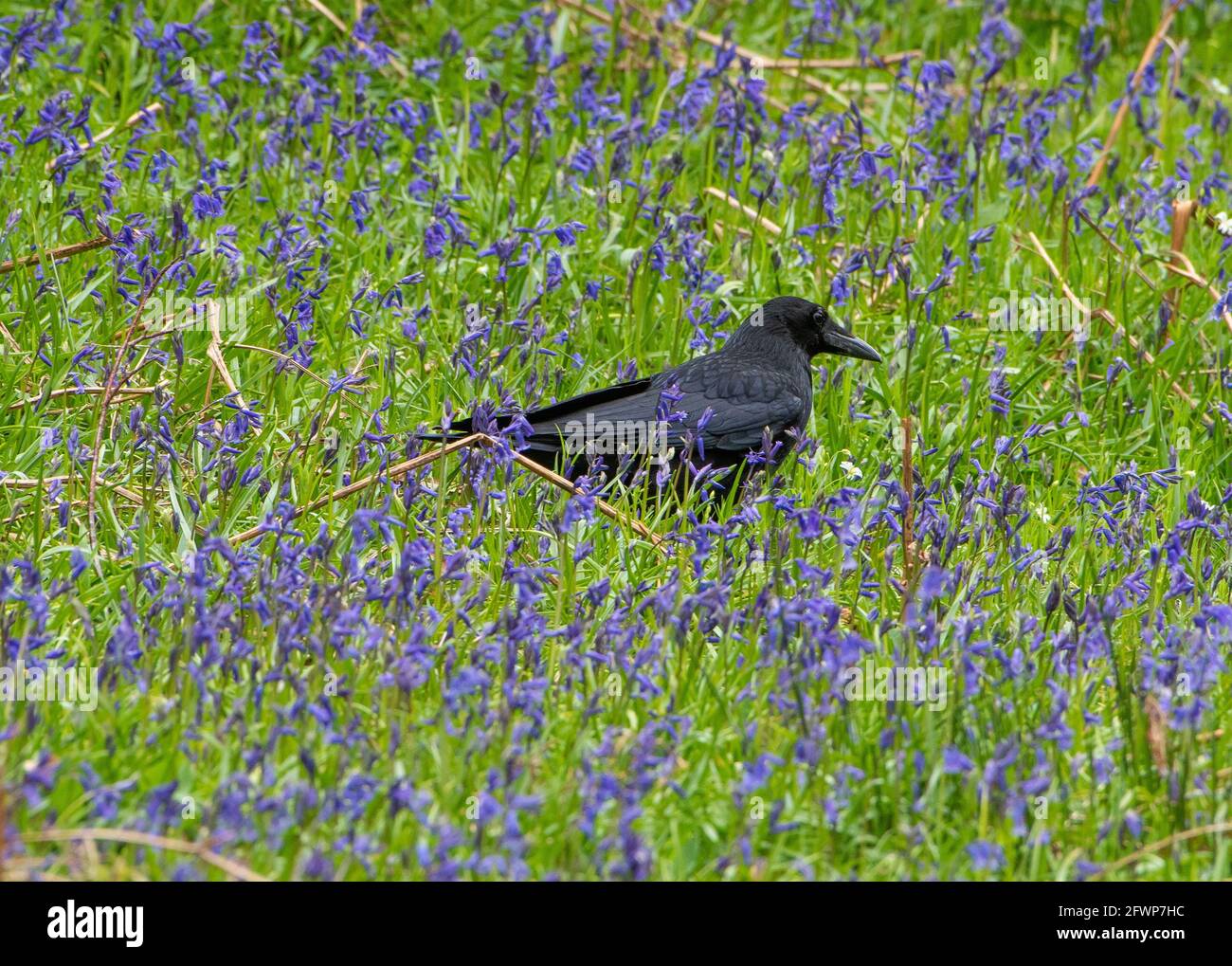 Crow flowers hi-res stock photography and images - Alamy