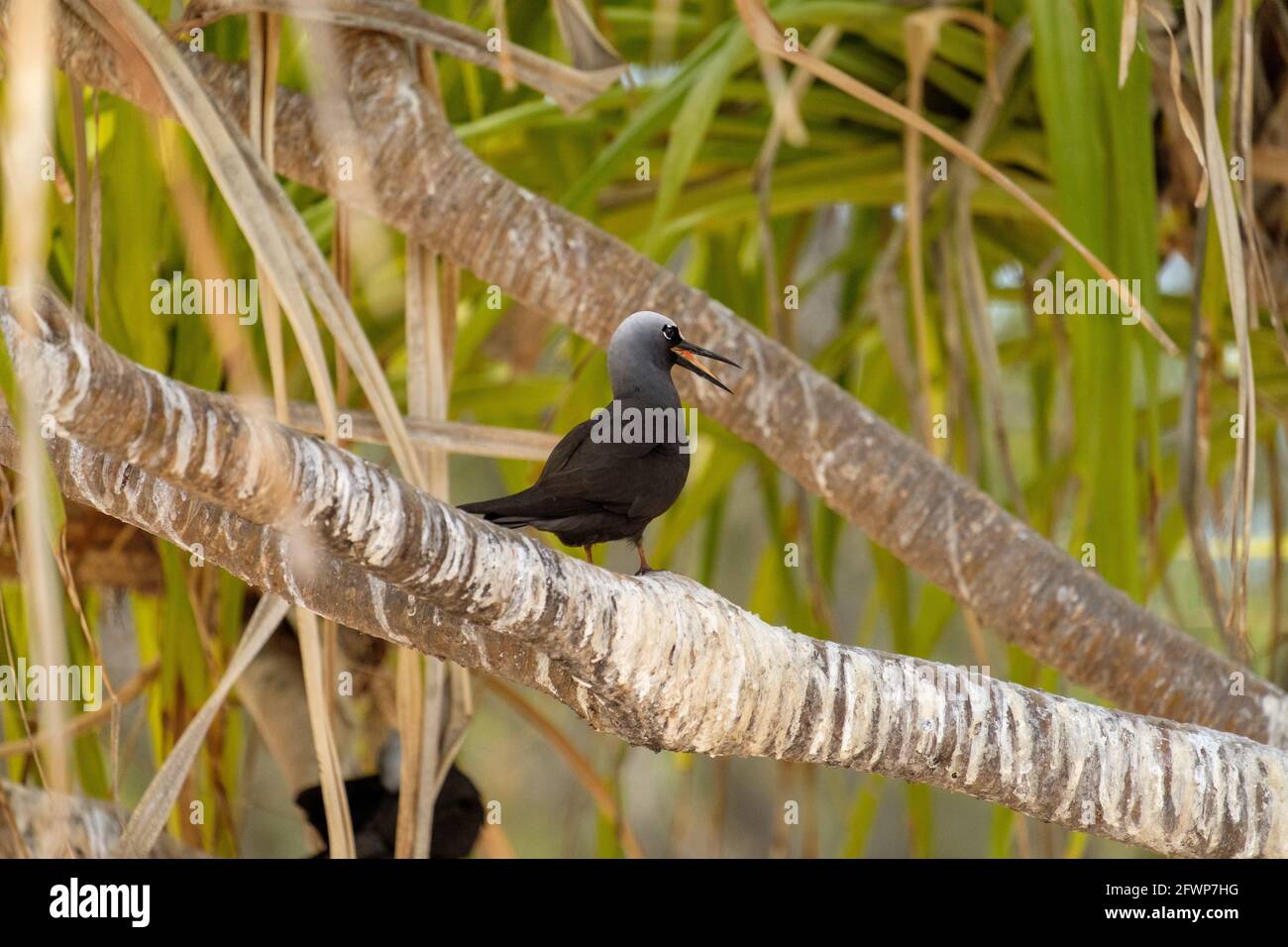 Black Noddy's - Lady Musgrave Island Stock Photo - Alamy