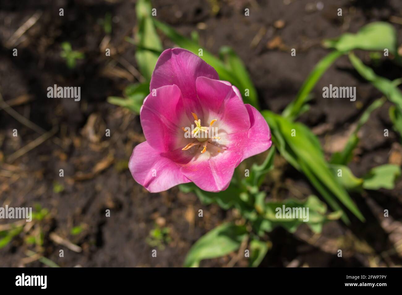 Top view on open tulip flower on a spring flower bed Stock Photo - Alamy