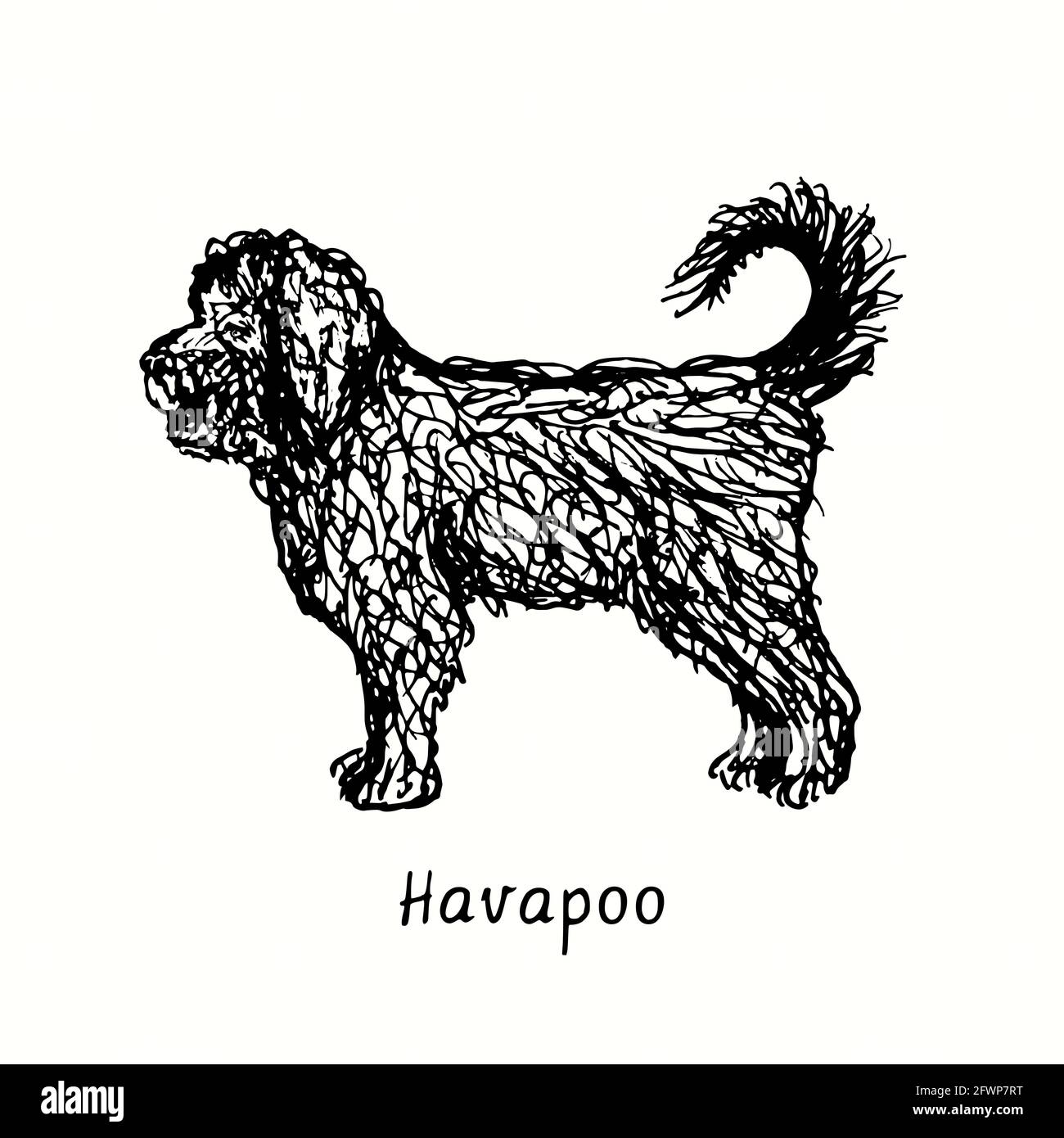 Havapoo (Poovanese, Havadoodle, or Island Mini Doodle) standing side ...