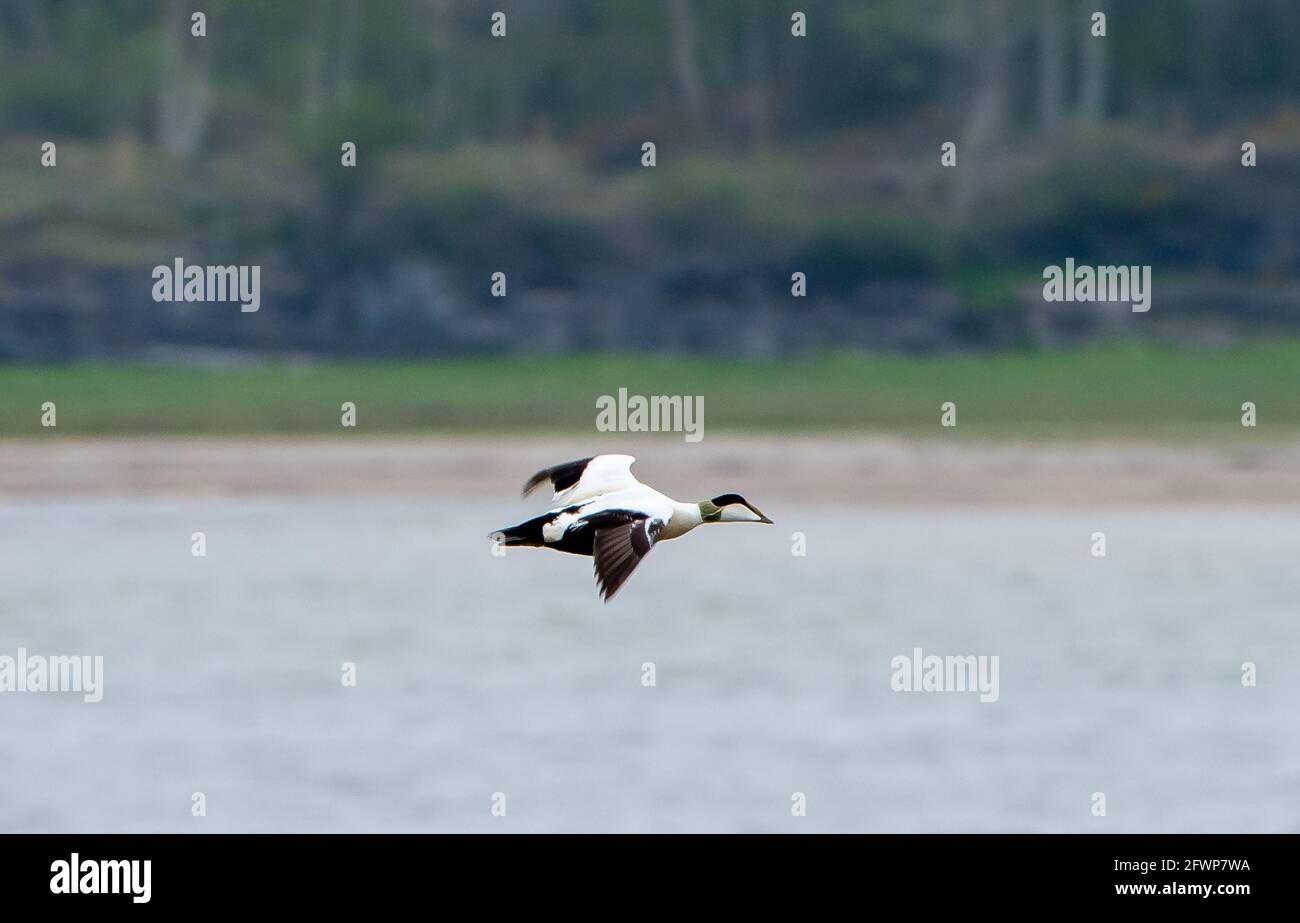 A male eider duck flying, Arnside, Kent Estuary, Milnthorpe, Cumbria ...