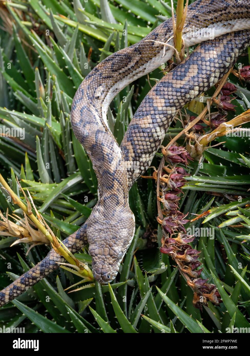 Carpet Python at Mt Coot-tha Botanical Gardens, Brisbane, Australia ...
