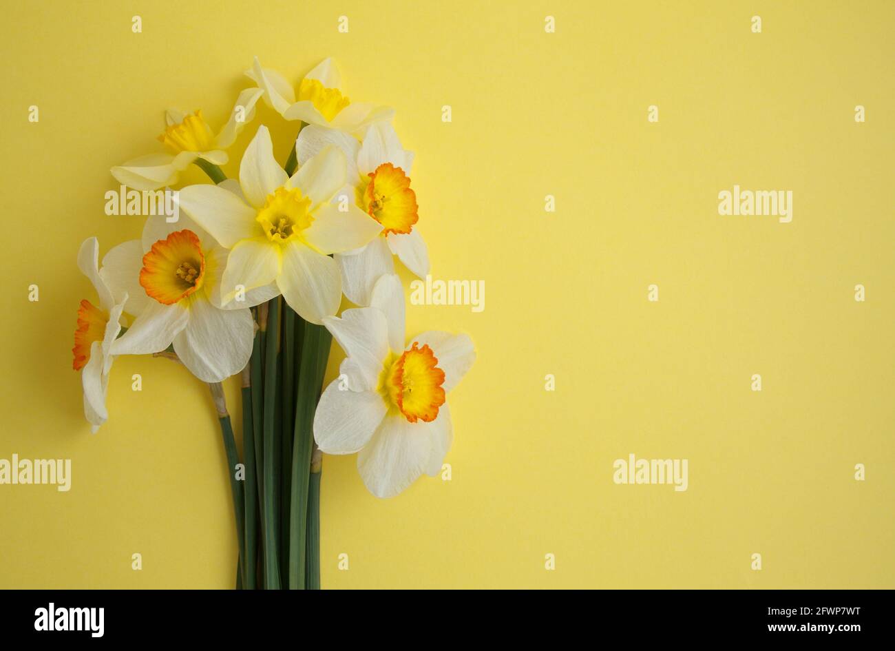 Bouquet of daffodils on isolated yellow background, top view, space for ...