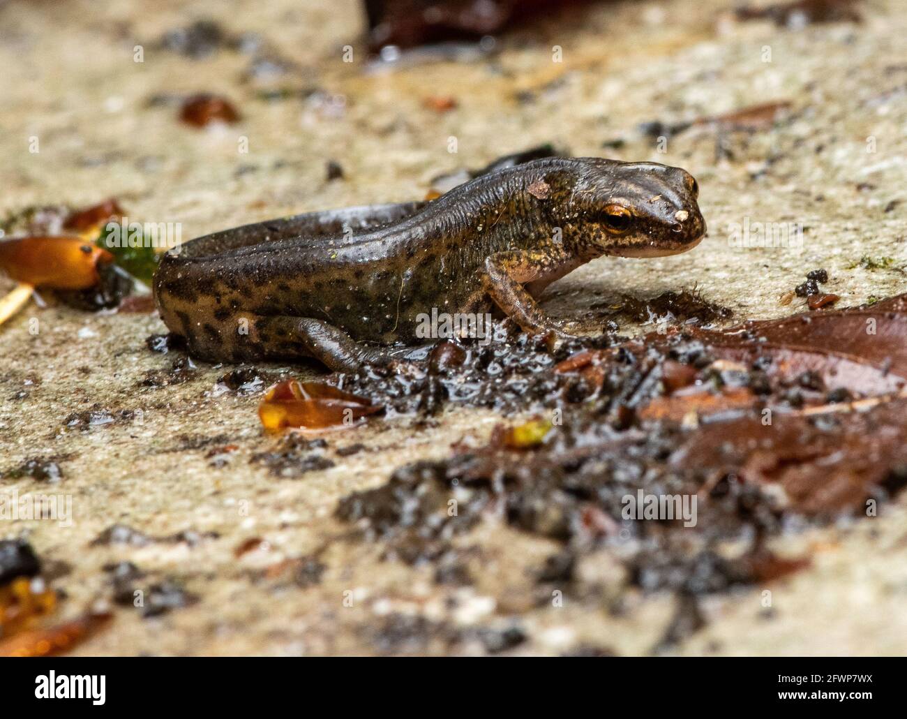 Female smooth newt in a garden, Chipping, Preston, Lancashire, UK Stock ...