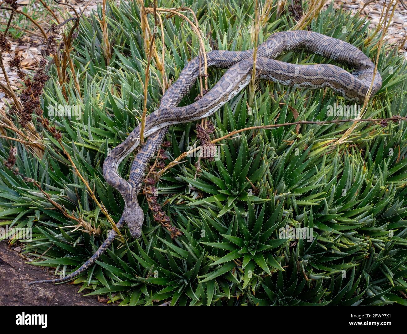 Carpet Python at Mt Coot-tha Botanical Gardens, Brisbane, Australia ...