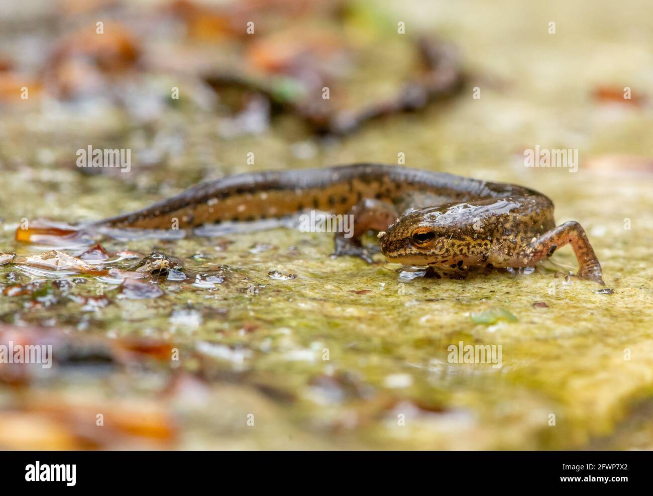 Female smooth newt in a garden, Chipping, Preston, Lancashire, UK Stock ...