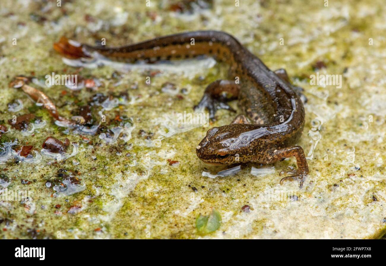 Newt hi-res stock photography and images - Alamy