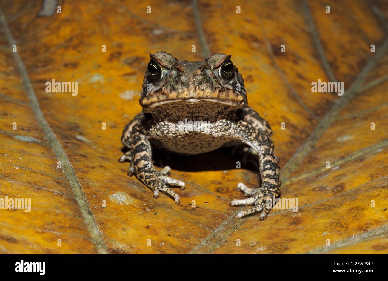 Cane Toad Bufo marinus Manu Region, Peru RE000050 Stock Photo - Alamy