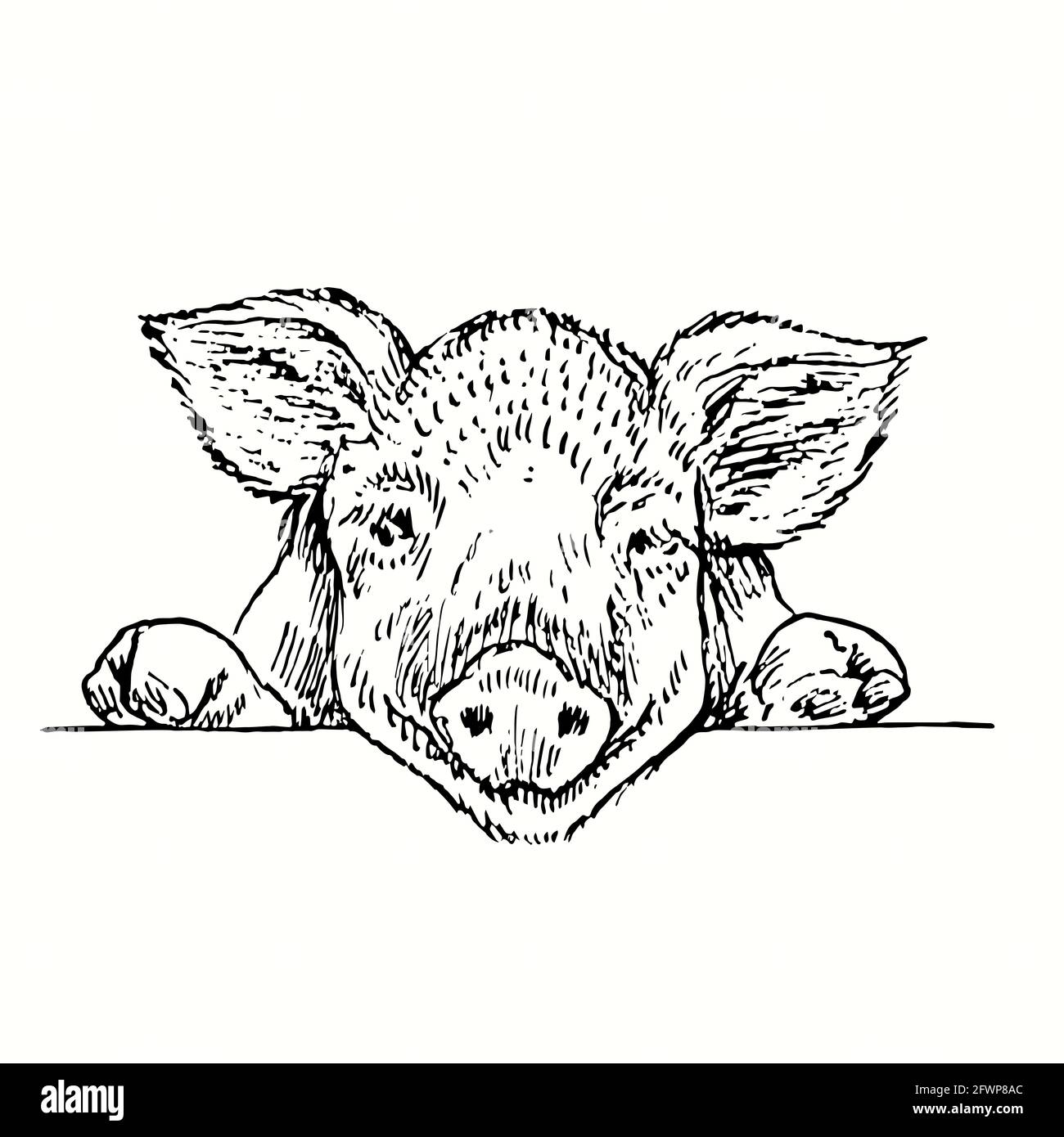 Realistic Pig Face Drawing
