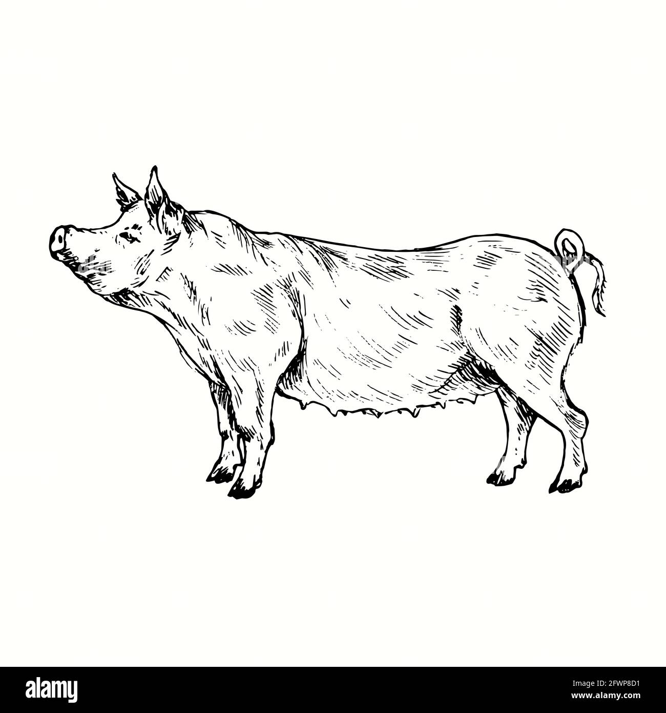 Pig (sow) standing side view. Ink black and white doodle drawing in ...
