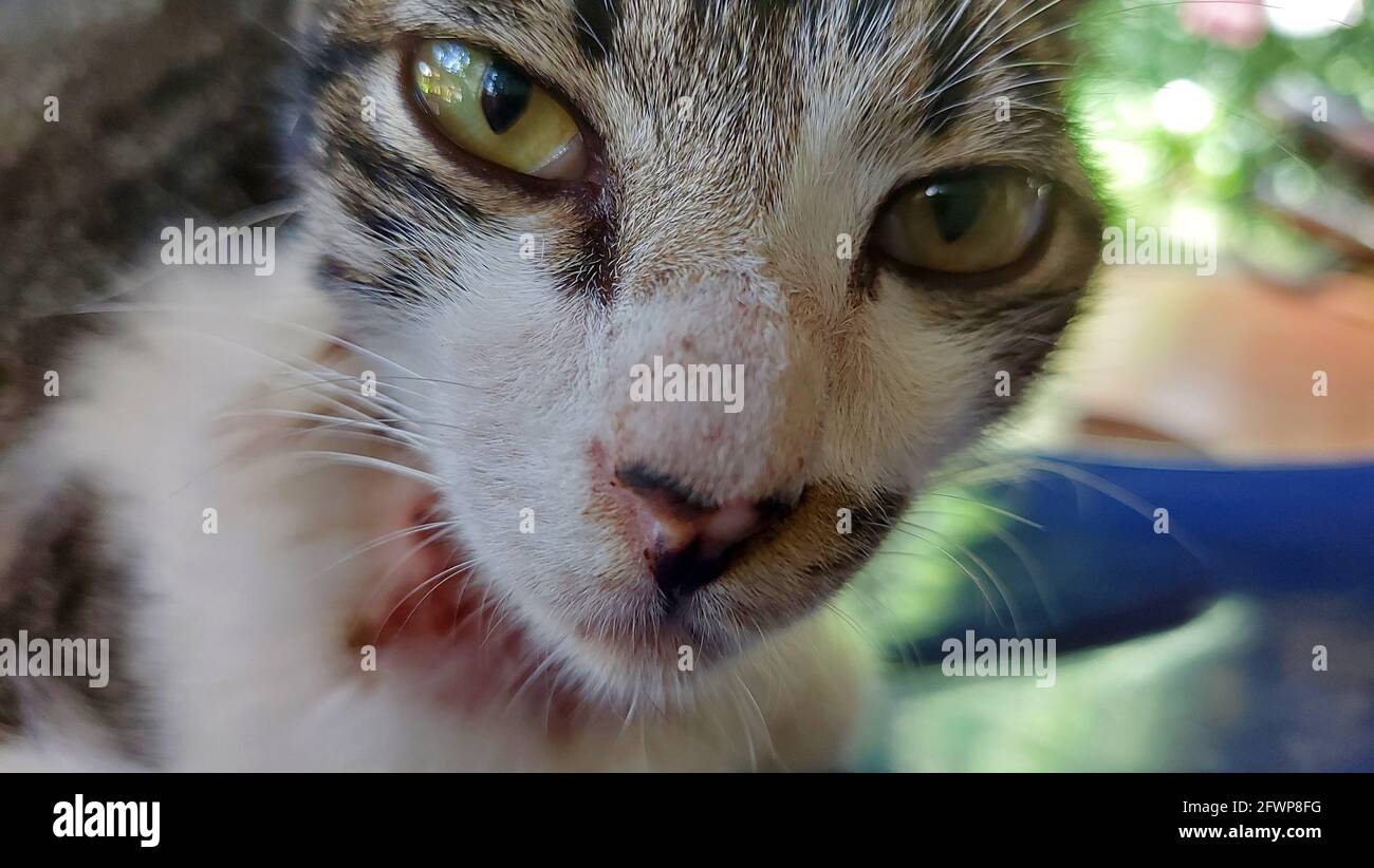 Feline scabies hi-res stock photography and images - Alamy