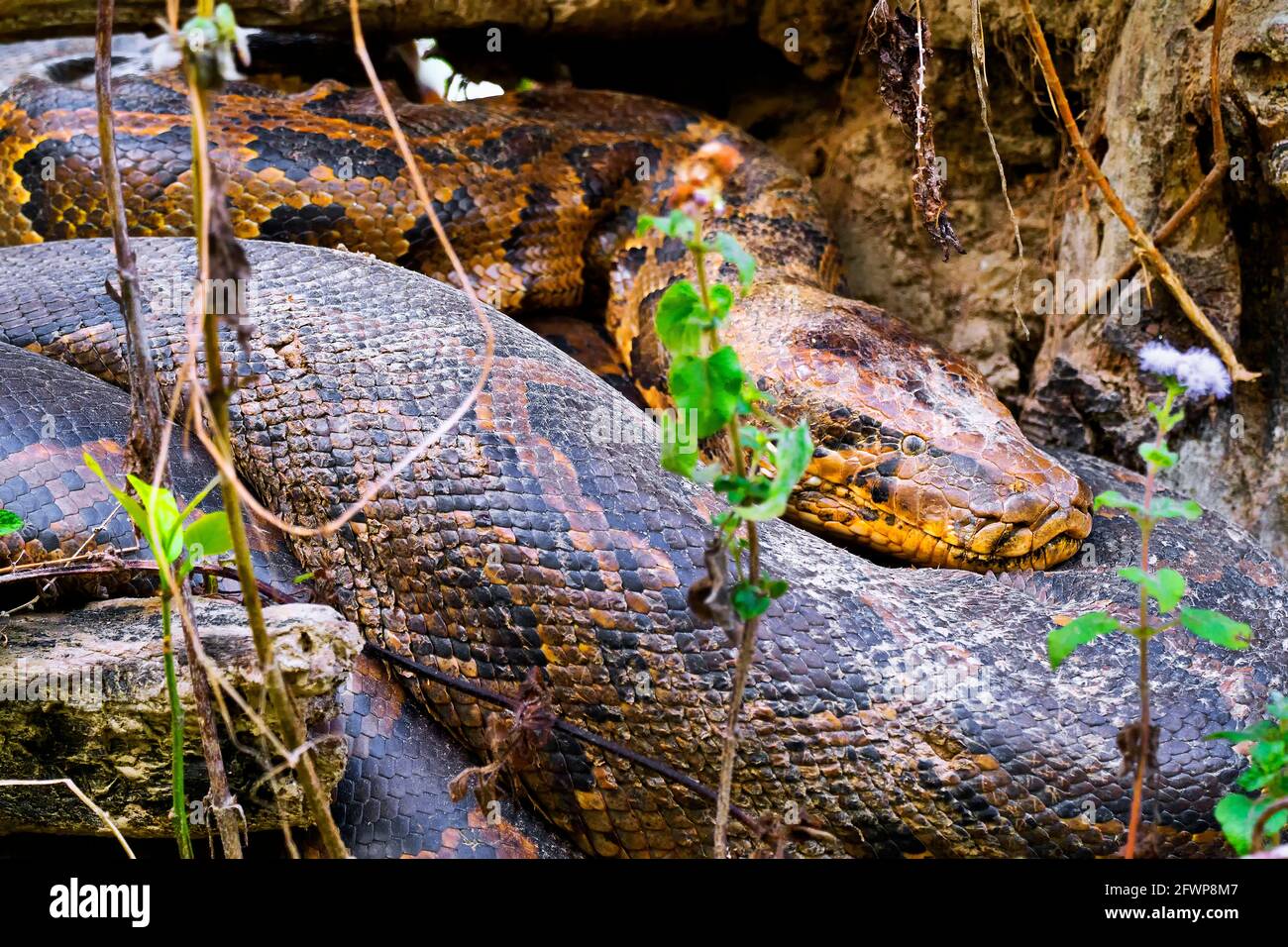 Asian Python, Python molurus, Wetlands, Royal Bardia National Park ...