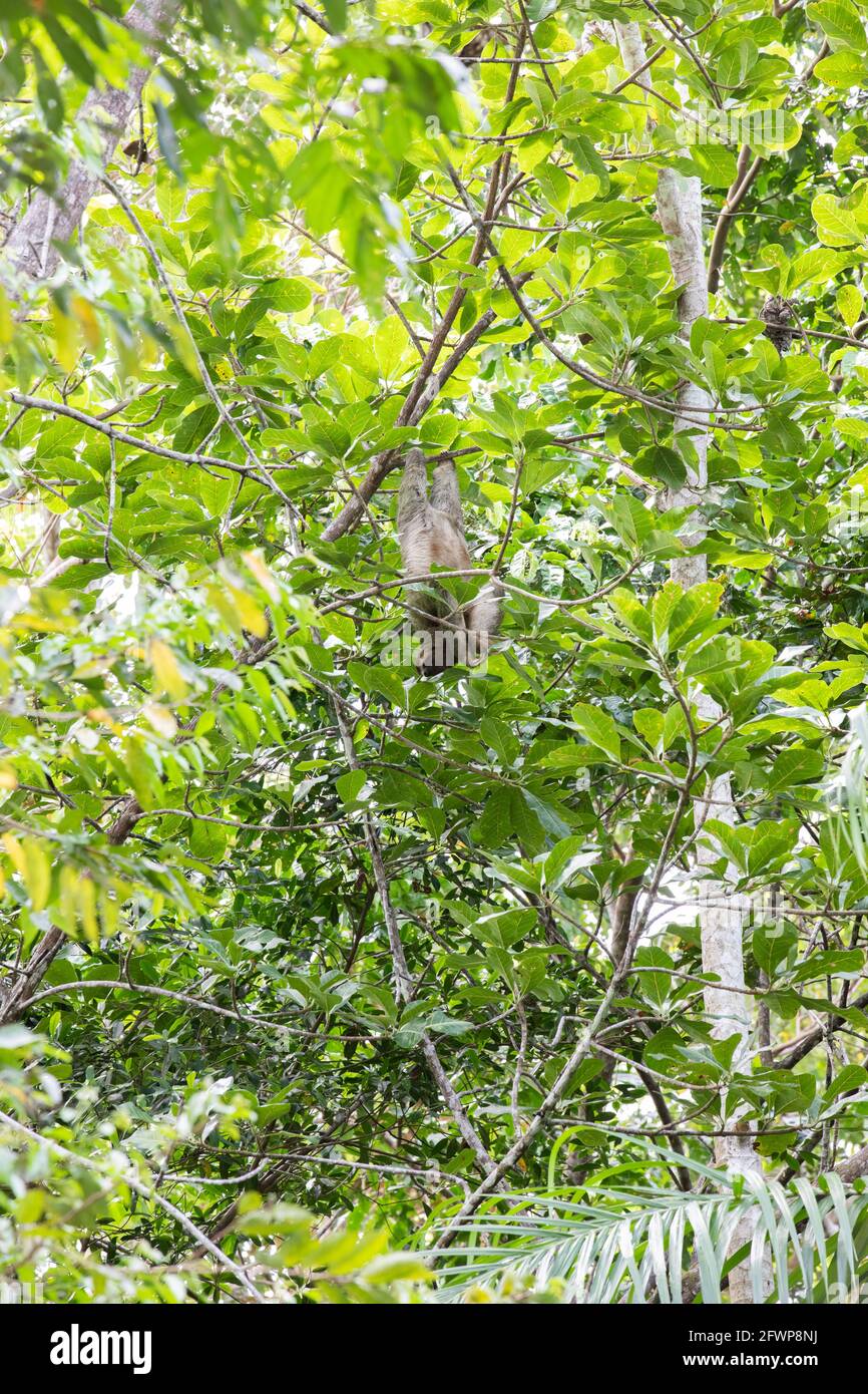 Sloth in tree canopy in Costa Rica, Central America Stock Photo - Alamy