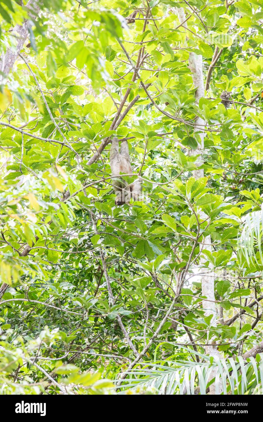 Sloth in tree canopy in Costa Rica, Central America Stock Photo - Alamy