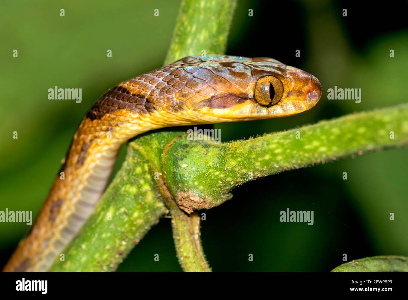 Mapepire Corde Violon, Blunthead Tree Snake, Imantodes cenchoa ...