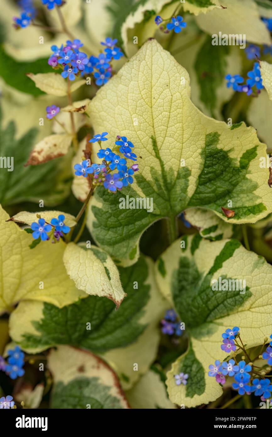 Brunnera Macrophylla – Dawson White flower and variegated foliage in ...