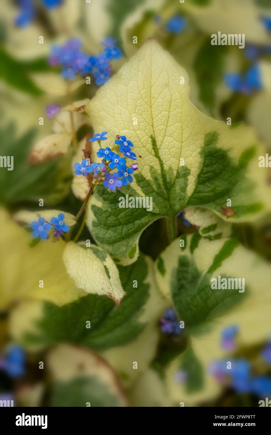 Brunnera Macrophylla – Dawson White flower and variegated foliage in ...