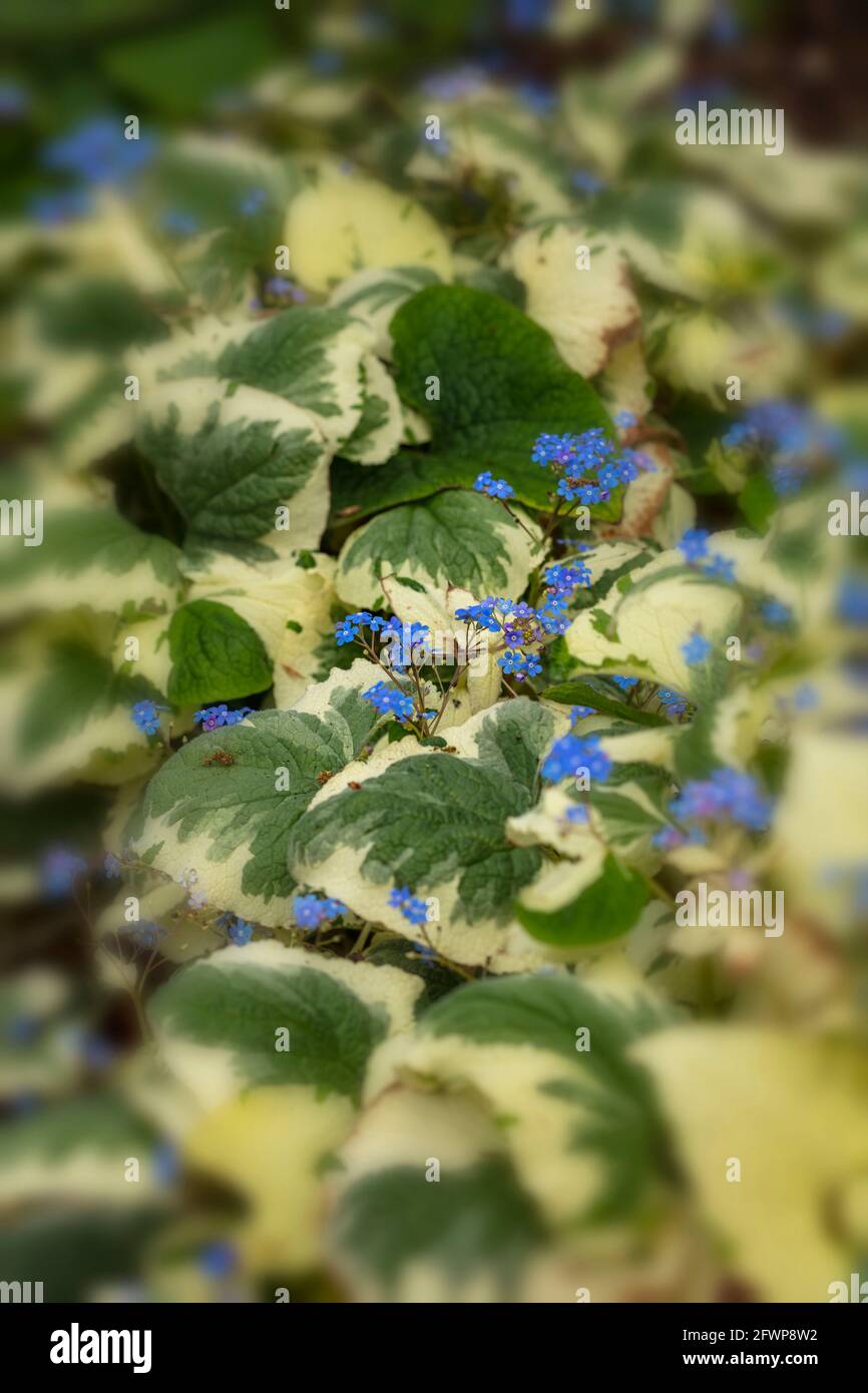 Brunnera macrophylla dawson hi-res stock photography and images - Alamy