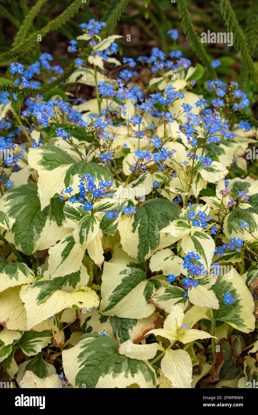 Brunnera Macrophylla – Dawson White, flowers and variegated foliage in ...