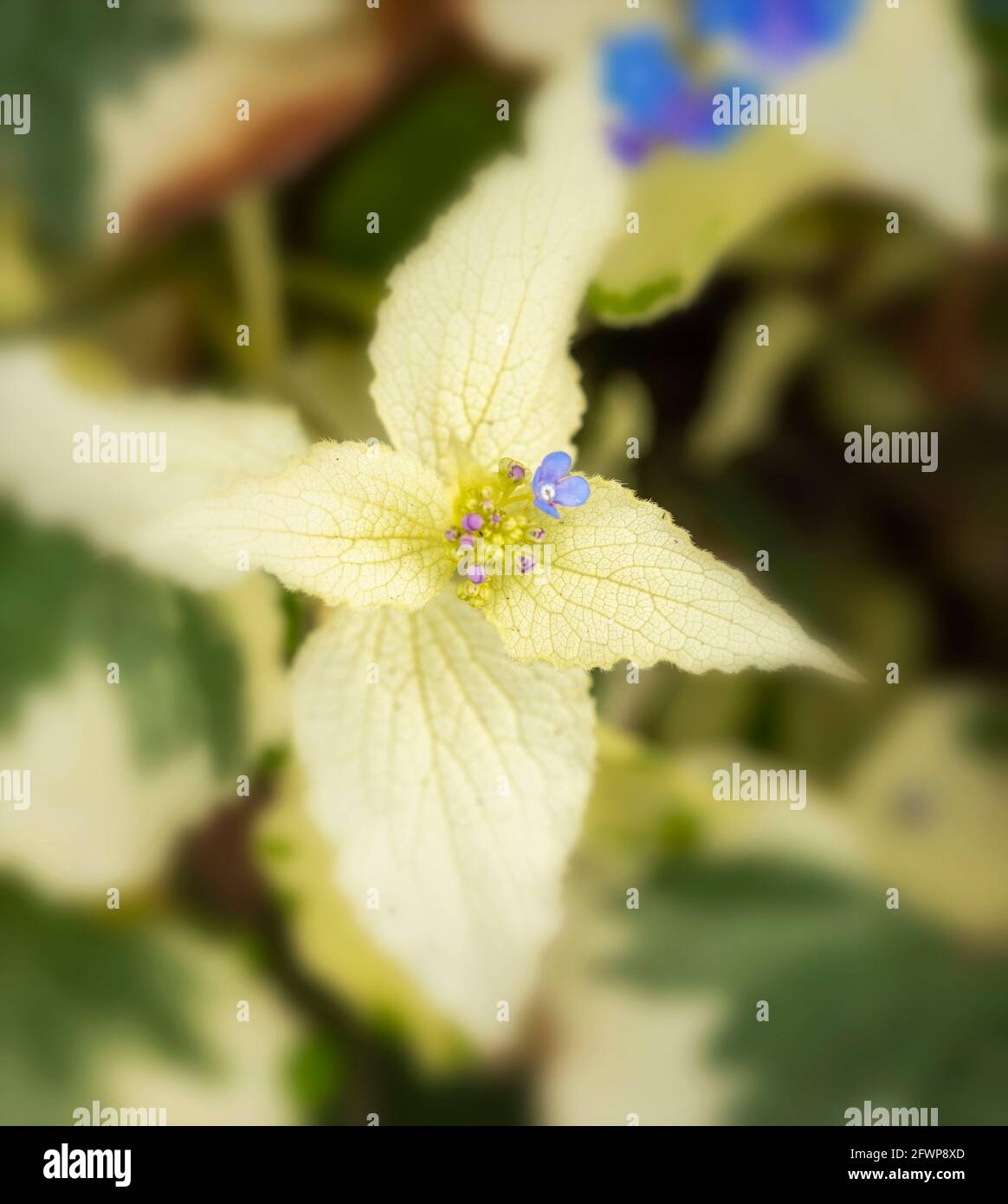 Siberian bugloss 'Dawson's White', Brunnera macrophylla 'Variegata ...