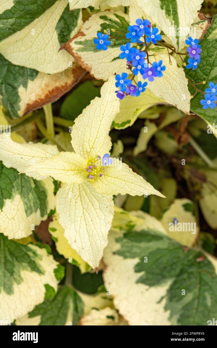 Siberian bugloss 'Dawson's White', Brunnera macrophylla 'Variegata ...