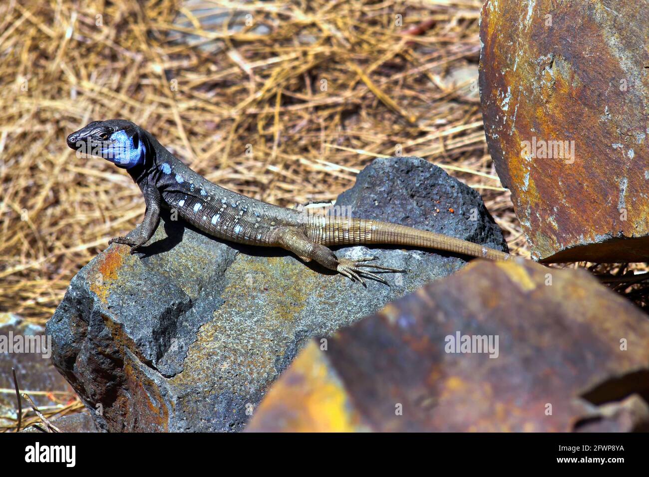 La Palma lizard, Sizeable lizard, Wall lizard, Lagarto Tizón, Gallotia ...