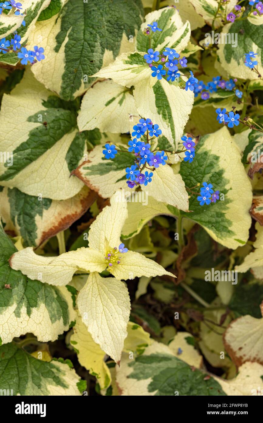 Siberian bugloss 'Dawson's White', Brunnera macrophylla 'Variegata ...