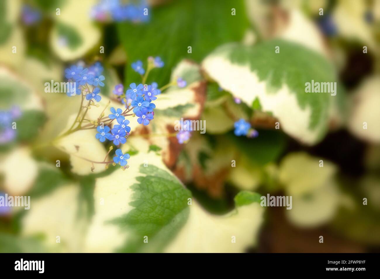 Brunnera macrophylla variegata hi-res stock photography and images - Alamy